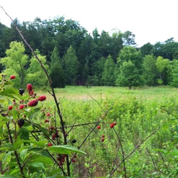 Songbird Habitat and Trail - Stone Mountain Park